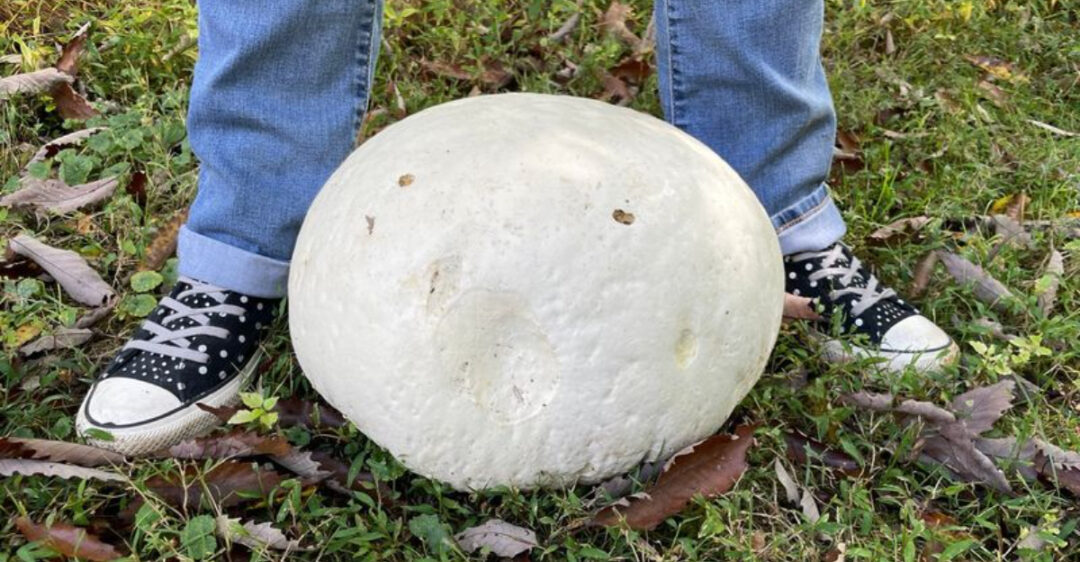 This Unusual Puffball Fungus Is Showing Up In Tennessee Yards ...