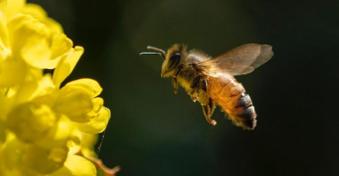 Top 10 Native Plants For Pollinators In Oregon
