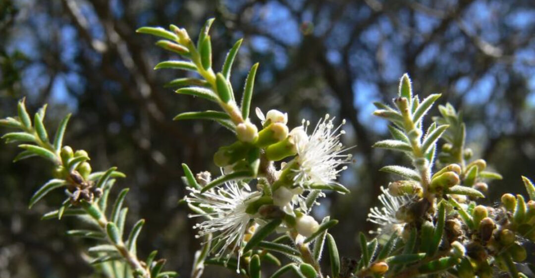Trees That Put Florida Homeowners At Risk Of Fines