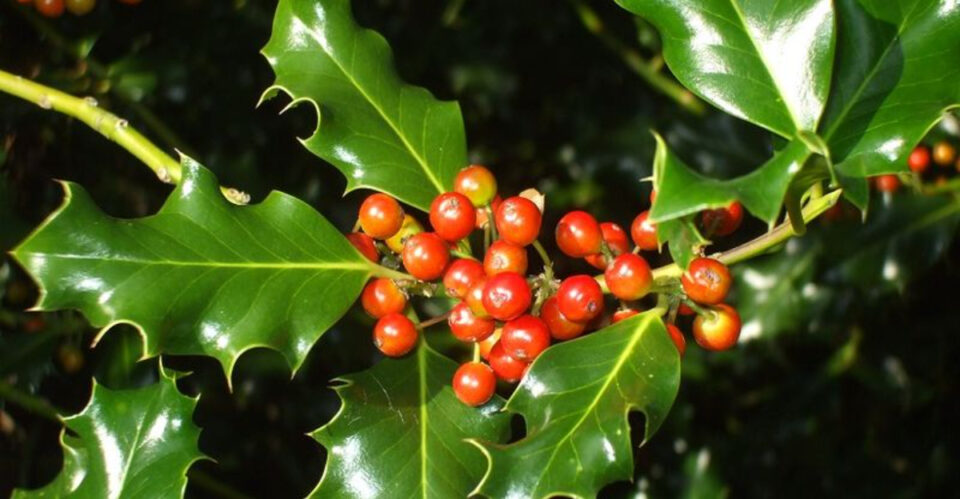 Virginia Garden Plants That Can Survive For More Than 100 Years