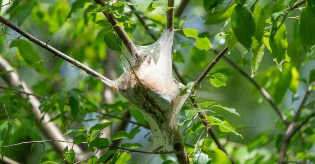 What Looks Like A Nest In Pennsylvania Trees May Be Something Very ...