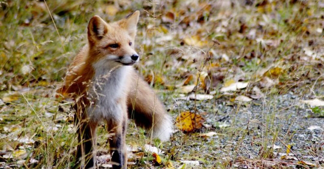 What To Do If A Fox Appears In Your Ohio Yard And What To Avoid