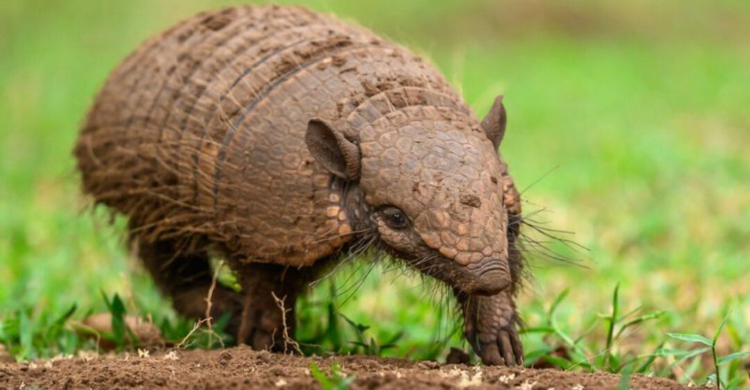 What To Do If An Armadillo Starts Digging Holes In Your South Carolina Yard