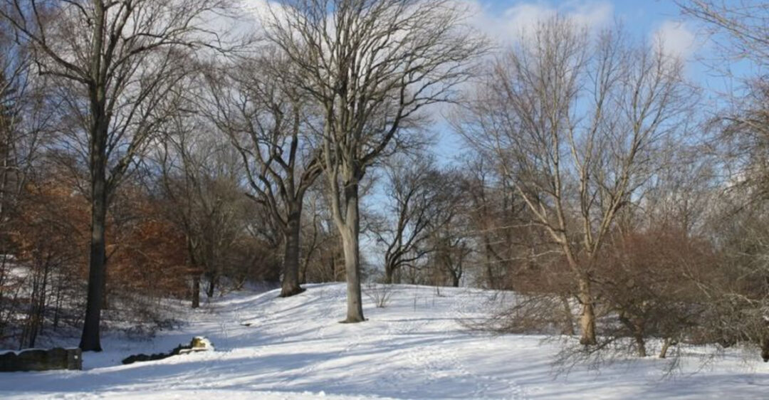 Why Bark Cracks Are Showing Up On Young Trees In Michigan This Week ...