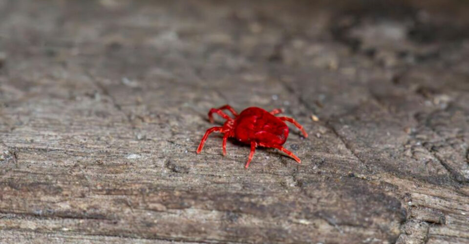 Why Clusters Of Tiny Red Bugs Are Appearing In Arizona Yards According ...