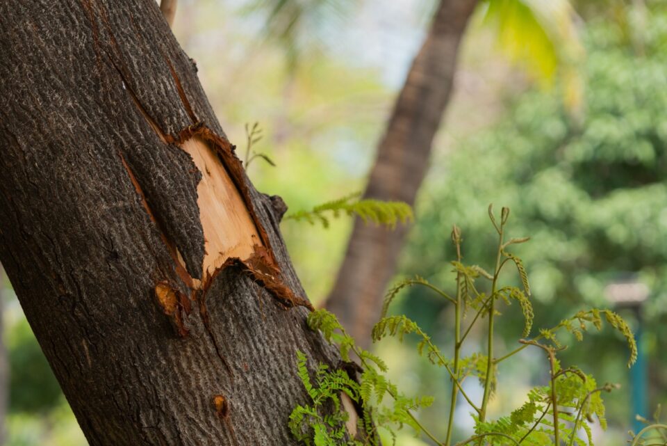 Why Colorado Gardeners Are Noticing More Split Bark On Trees This Winter