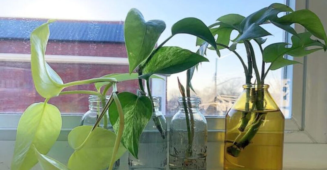 Why Mindful Planting Helps Colorado Gardeners Handle Winter Stress