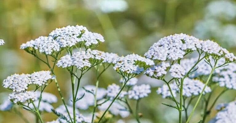 Why Minnesota Gardeners Are Obsessed With Yarrow This Year
