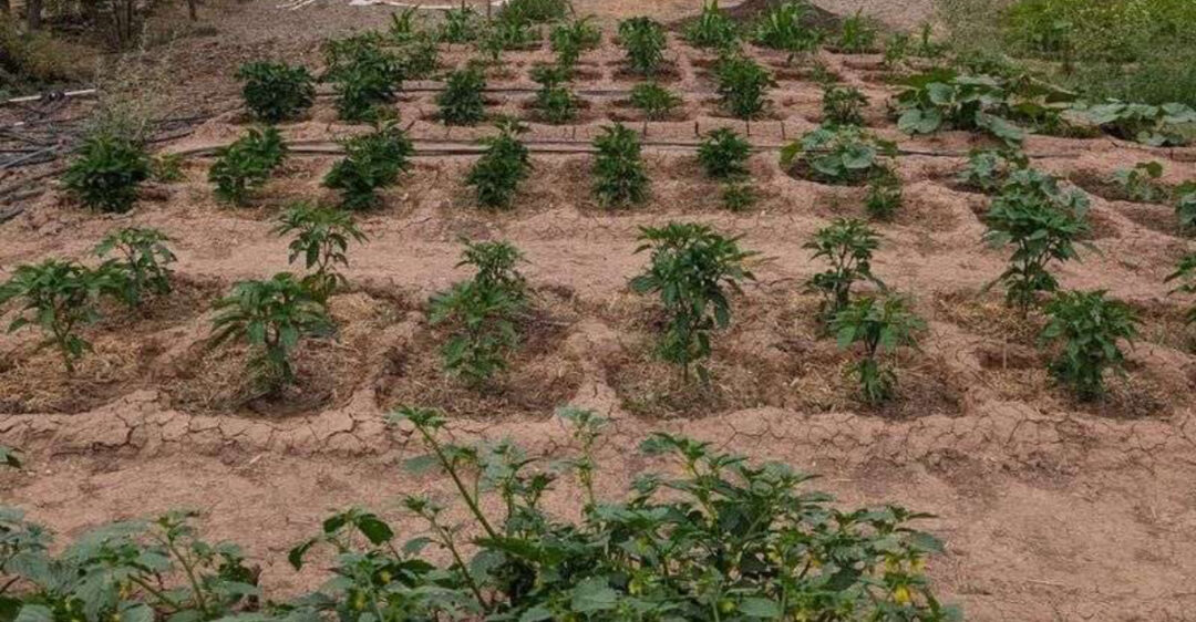 Why New Mexico Gardeners Are Reviving Ancient Desert Growing Techniques