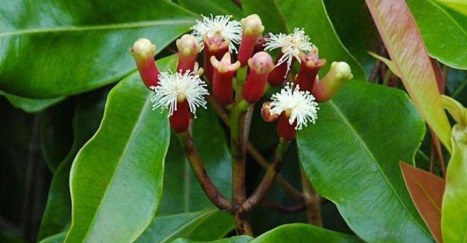 You Can Grow A Fragrant Clove Plant At Home Using This Simple Method