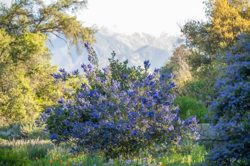 10 Bird-Friendly Habits California Gardeners Rely On To Protect ...