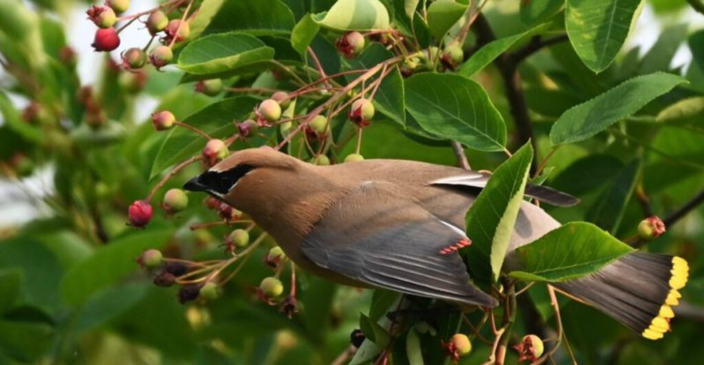 10 Bird-Friendly Habits California Gardeners Rely On To Protect ...