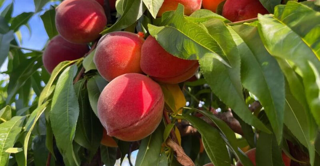10 Fruit Trees That Grow Quickly In Georgia Home Gardens