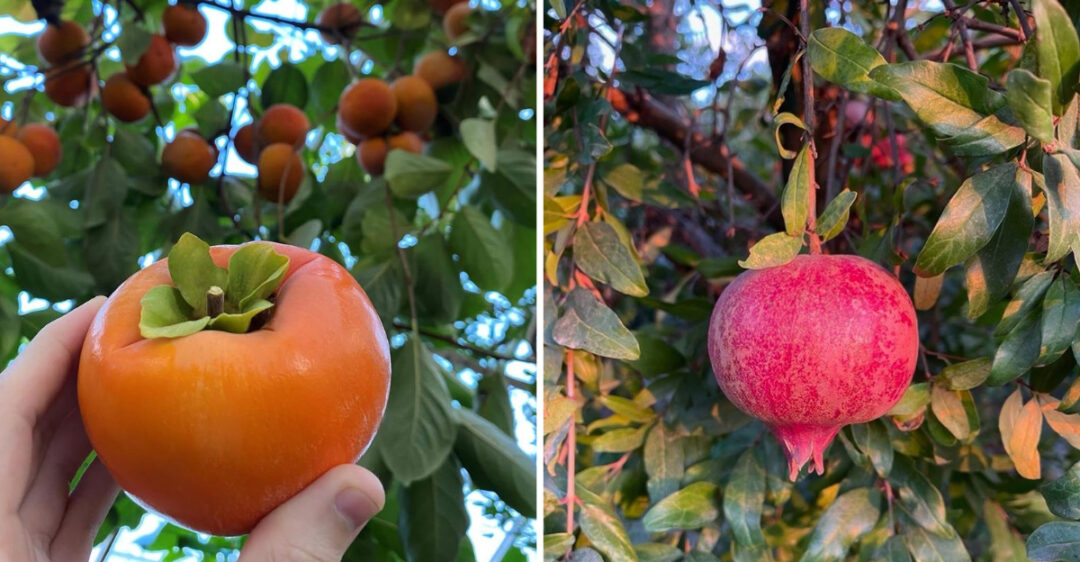 10 Fruit Trees You Can Plant Or Transplant In Florida This January