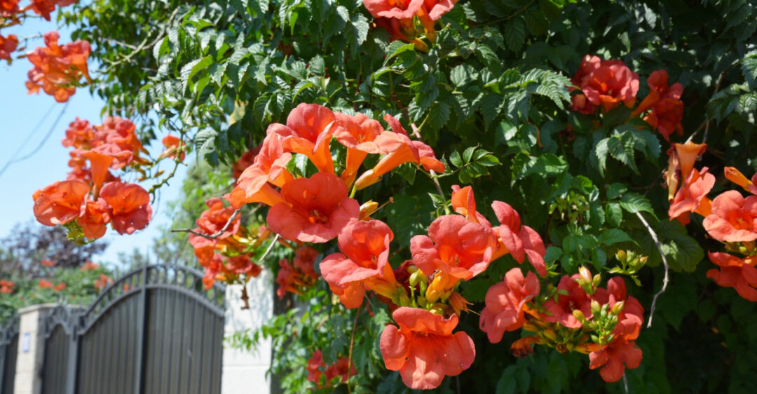 10 Garden Plants You Can Shape As Vines Shrubs Or Trees In North Carolina