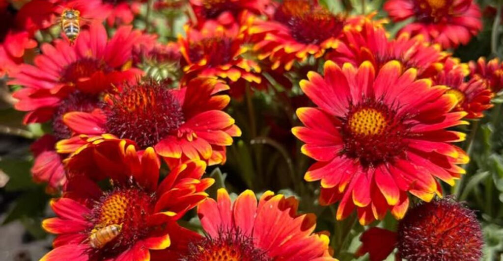 10 Hardy Plants That Stay Beautiful All Season Long In New Mexico Yards