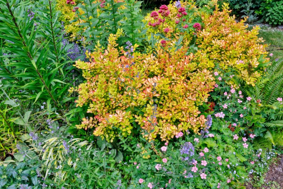10 Shrubs With Striking Golden Foliage For Texas Landscapes