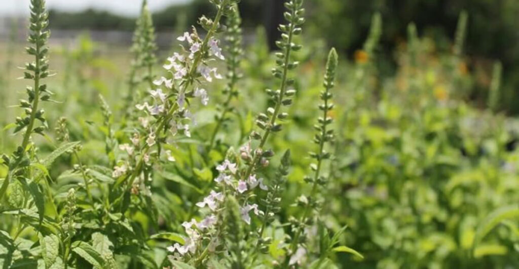 10 Slow-Growing Plants That Stay Neat And Easy In California Gardens