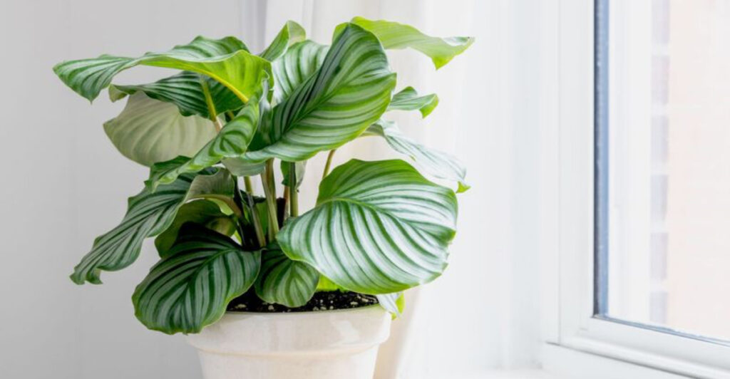 10 Unique Houseplants That Make Beautiful Statement Pieces In ...