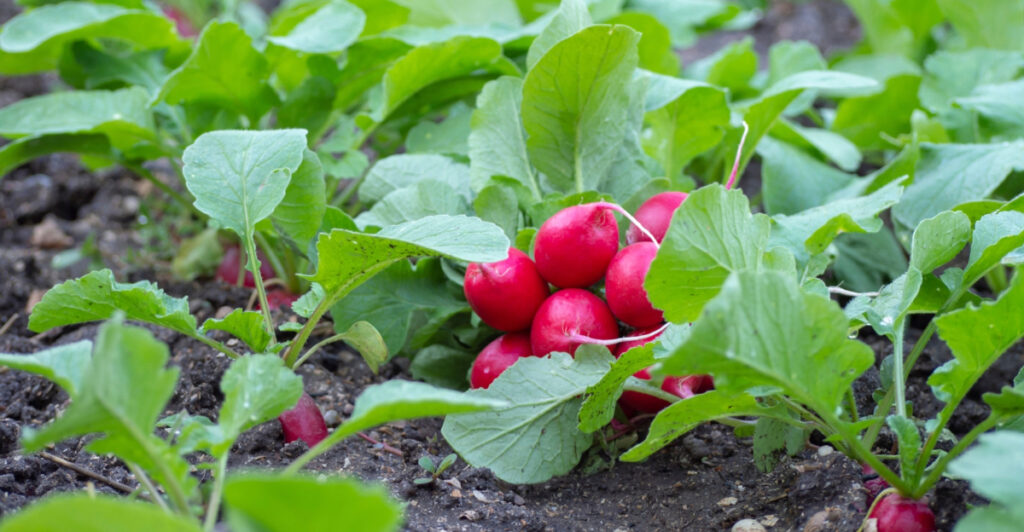 10 Vegetables Colorado Gardeners Grow For Faster Harvests