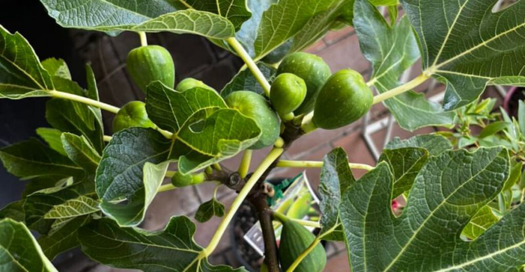 How To Prune Fig Trees Correctly For Bigger, Sweeter Harvests In Georgia