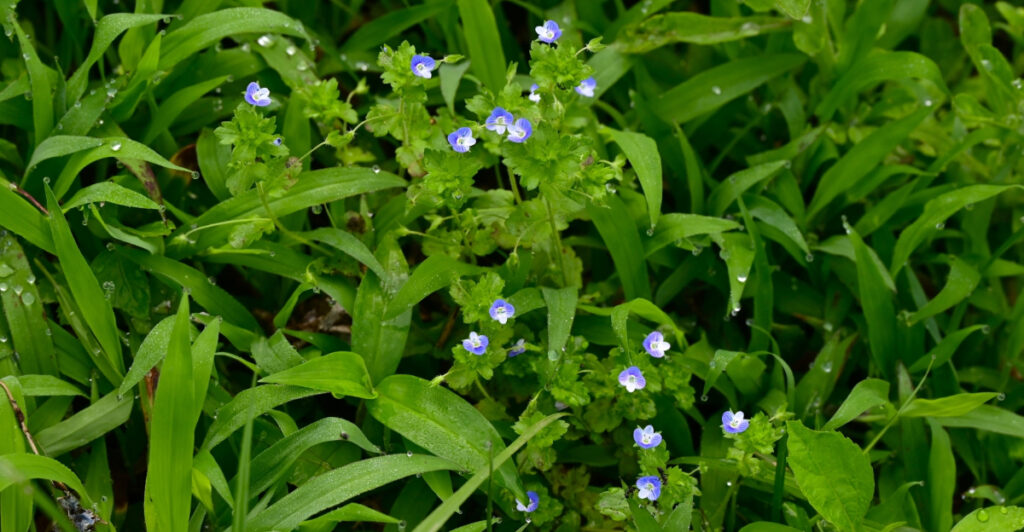 10 Weeds That Start Growing In Ohio Long Before Spring Arrives