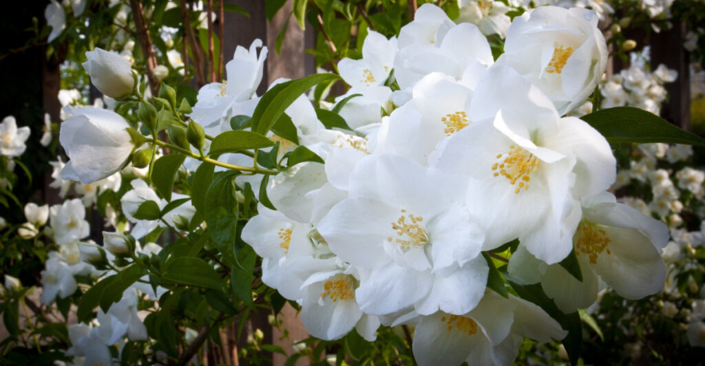 10 White Blooms That Bring Instant Elegance To Virginia Gardens