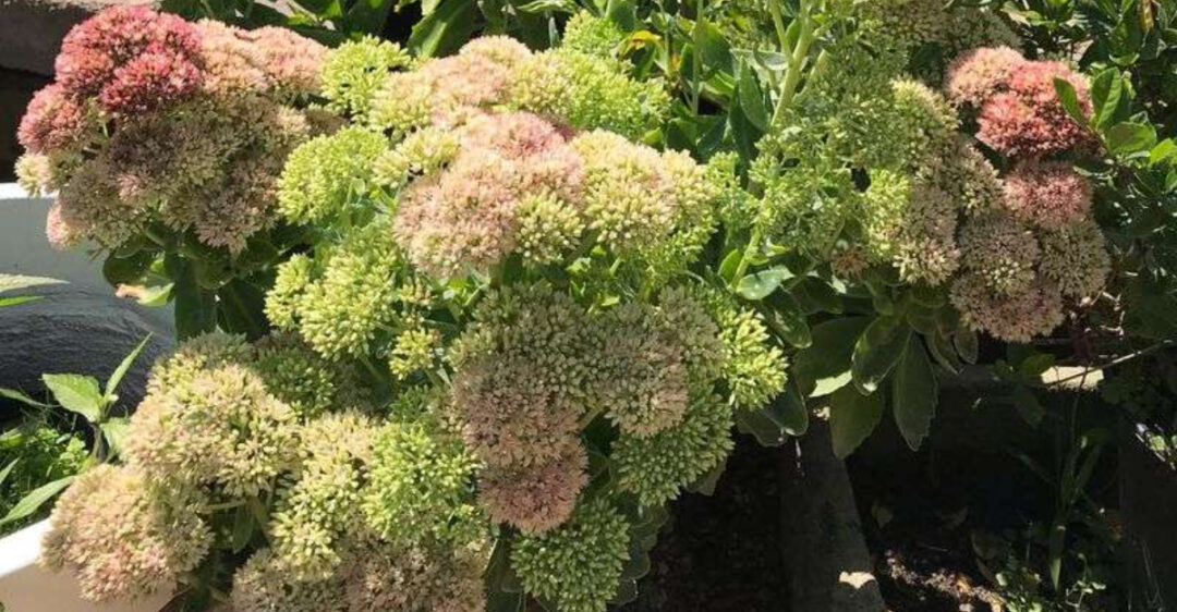 11 Clay Soil Plants North Carolina Gardeners Count On