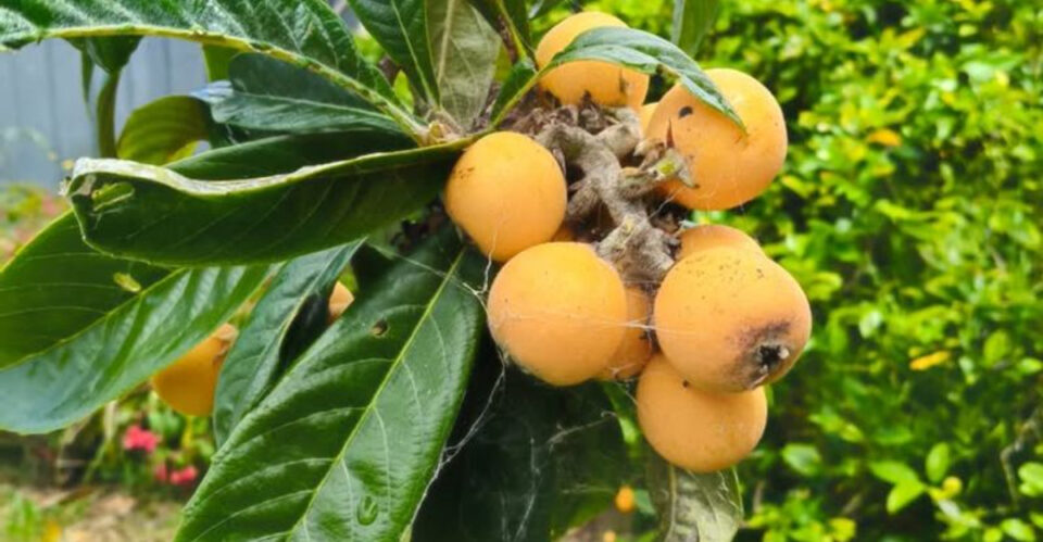11 Fast-Growing Fruit Trees Worth Planting In California This Year