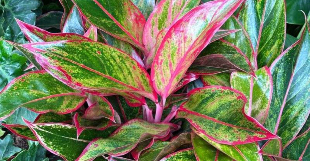 11 Fast-Growing Houseplants That Instantly Bring Greenery Into Colorado ...