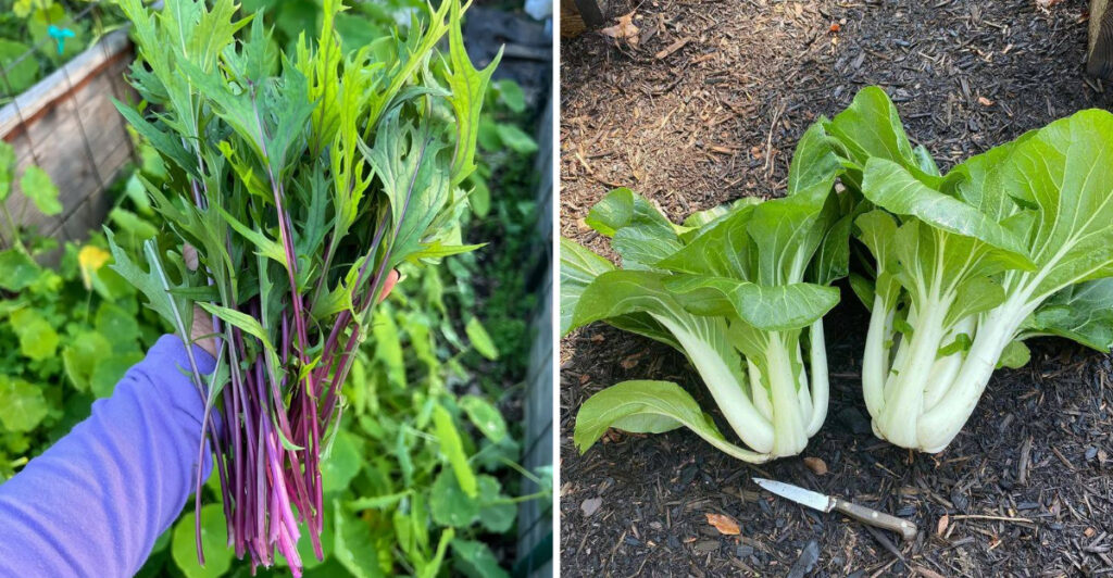 11 Leafy Green Vegetables To Grow For Delicious Salads In Florida