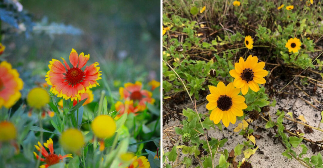 11 Native Florida Plants That Are Perfect To Add To Your Garden This Month