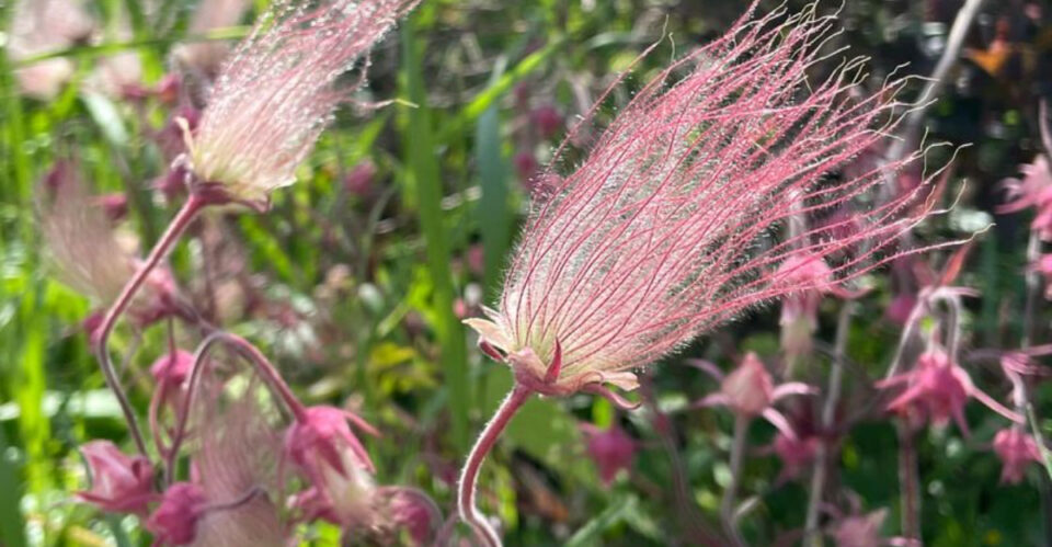 11 Native Plants Minnesota Gardeners Are Embracing This Year