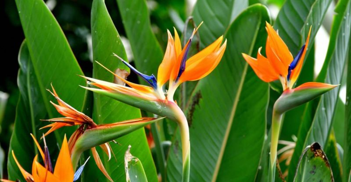 11 Plants That Grow Massive Flowers In California Gardens