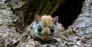 11 Protected Animals North Carolina Homeowners Are Forbidden To Remove