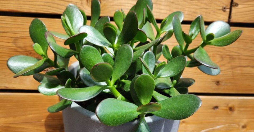 11 Tips That Help Keep Your Jade Plant Strong And Healthy In Arizona ...
