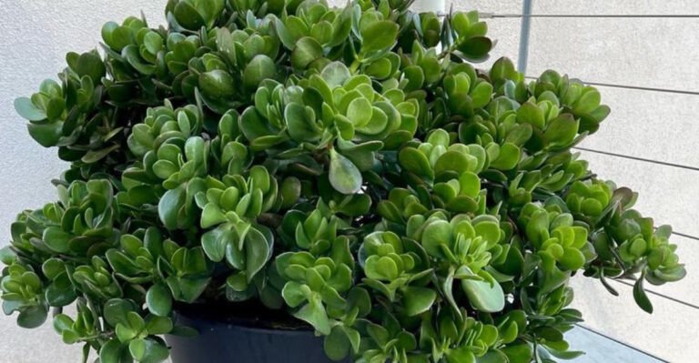 11 Tips To Grow A Strong Jade Plant In Utah Without Guesswork
