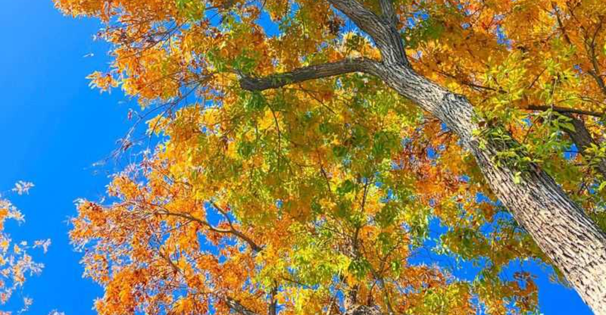 12 Common Texas Trees You Should Avoid Planting Near Your House