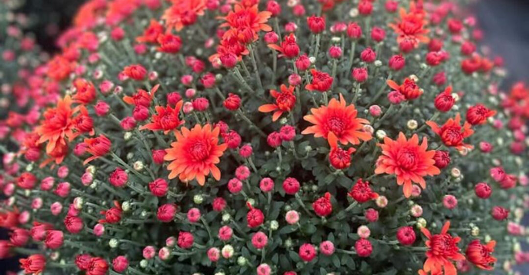 12 Memorial Flowers That Grow Beautifully In North Carolina Gardens