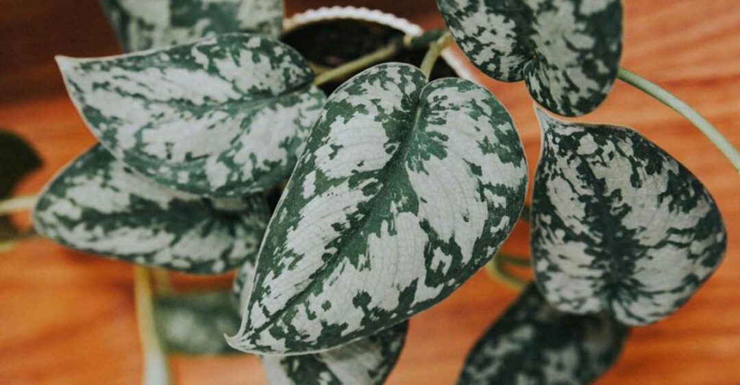 13 Indoor Vines That Add Lush Tropical Style To Illinois Homes In Winter