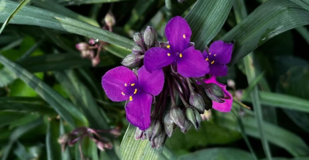 14 Purple Perennials That Deliver Stunning Blooms In Virginia Gardens ...