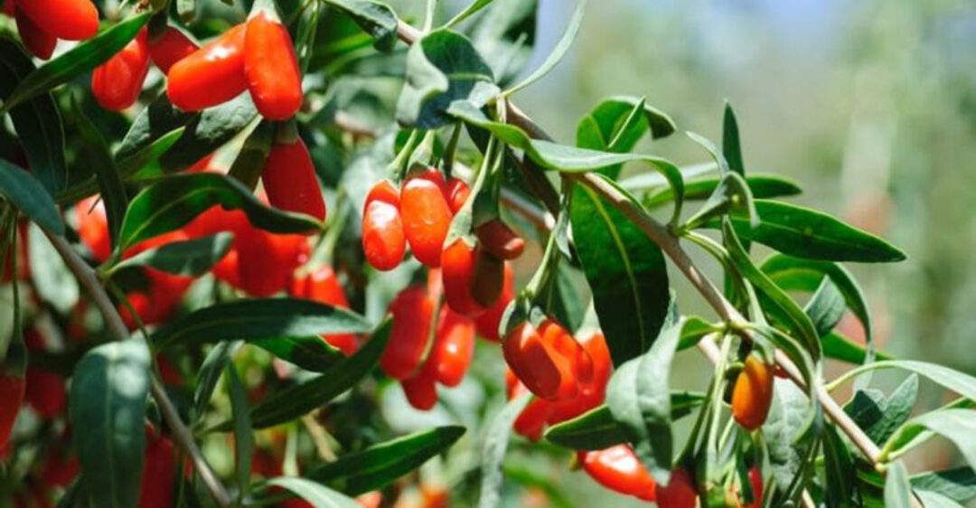 15 Fruit Trees And Berry Bushes You Can Plant In Late Winter In Texas