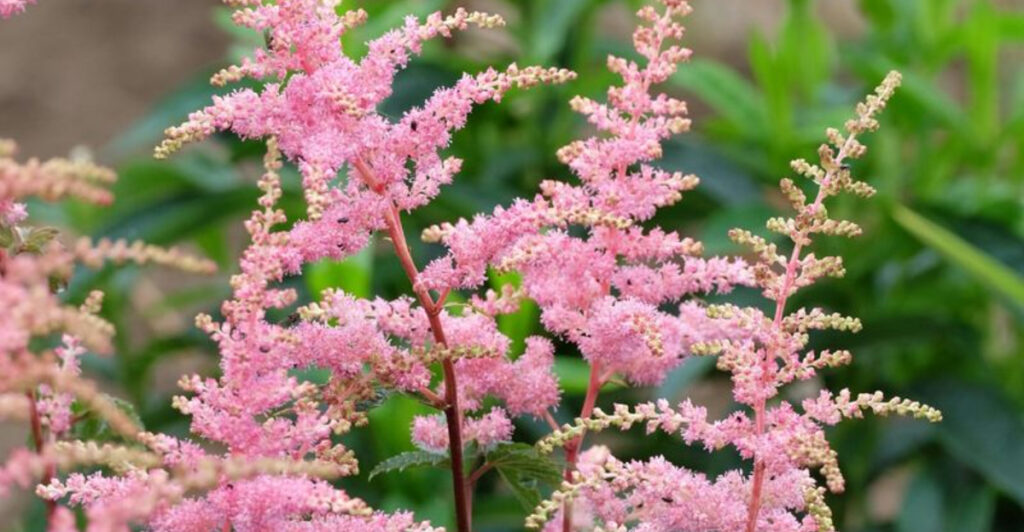 15 Slow-Growing Plants That Stay Neat And Easy In New York Gardens