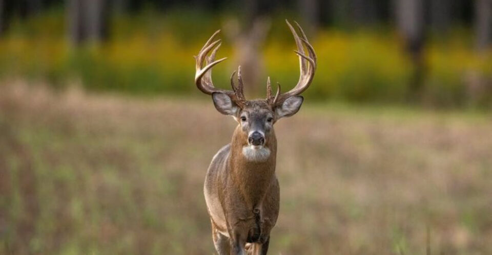 5 Things To Do If You See A Deer In Your Yard In Colorado And 3 You ...