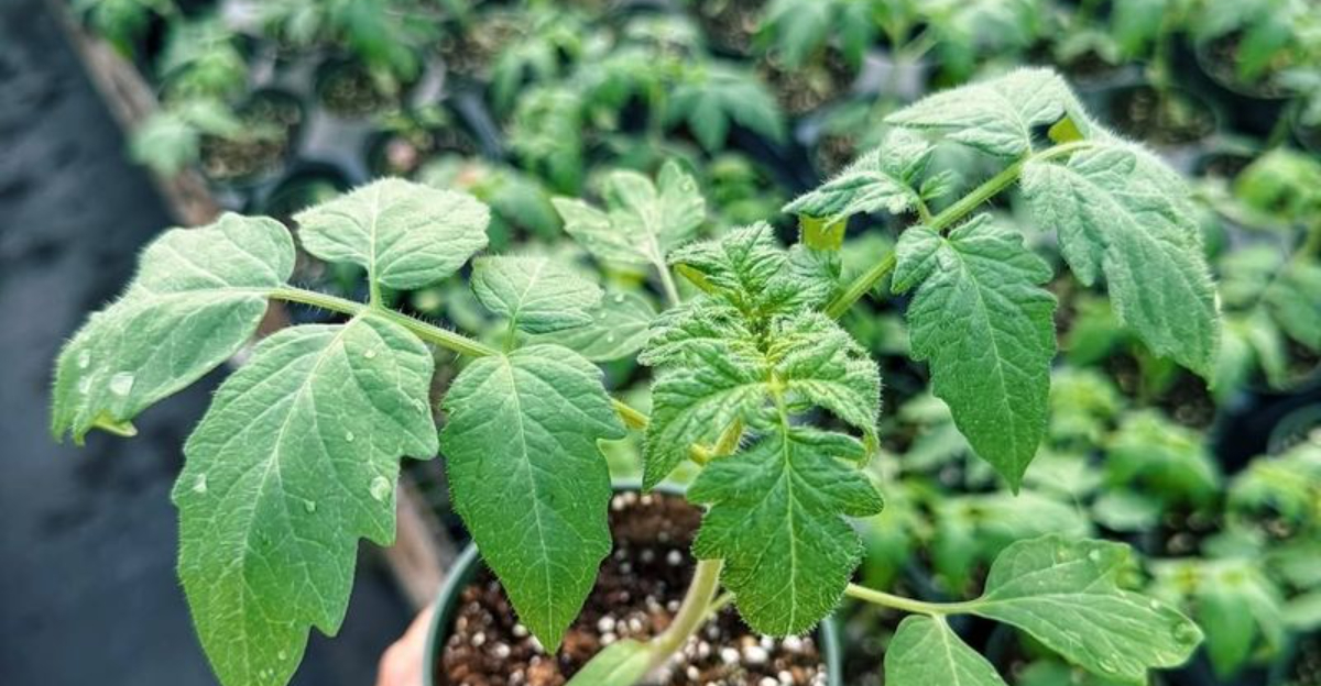 7 Plants Florida Gardeners Should Move In February (And 5 That Can Stay ...