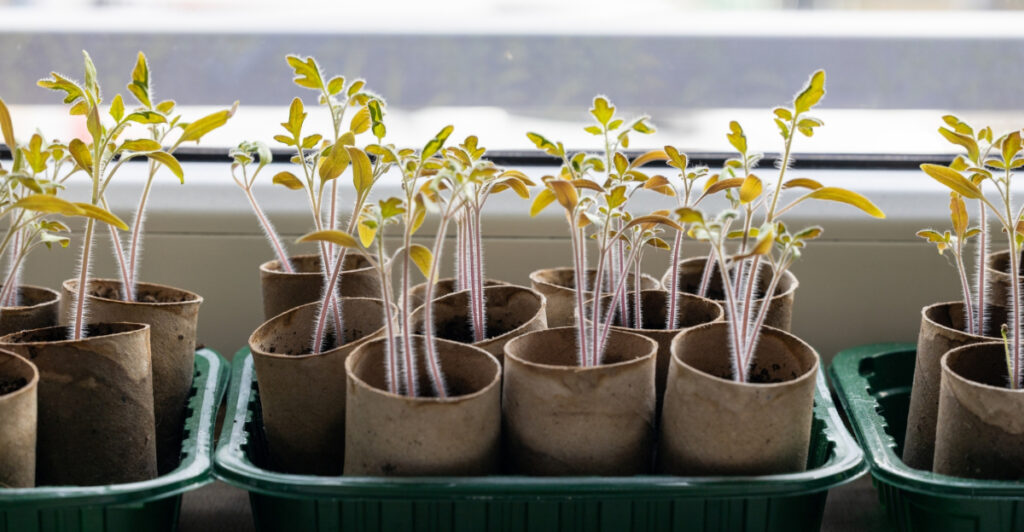 8 Clever Ways Michigan Gardeners Start Seeds With Toilet Paper Rolls