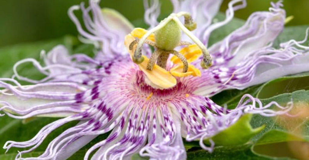 8 Rare Looking Ancient Flowers That Grow In Florida And Date Back ...