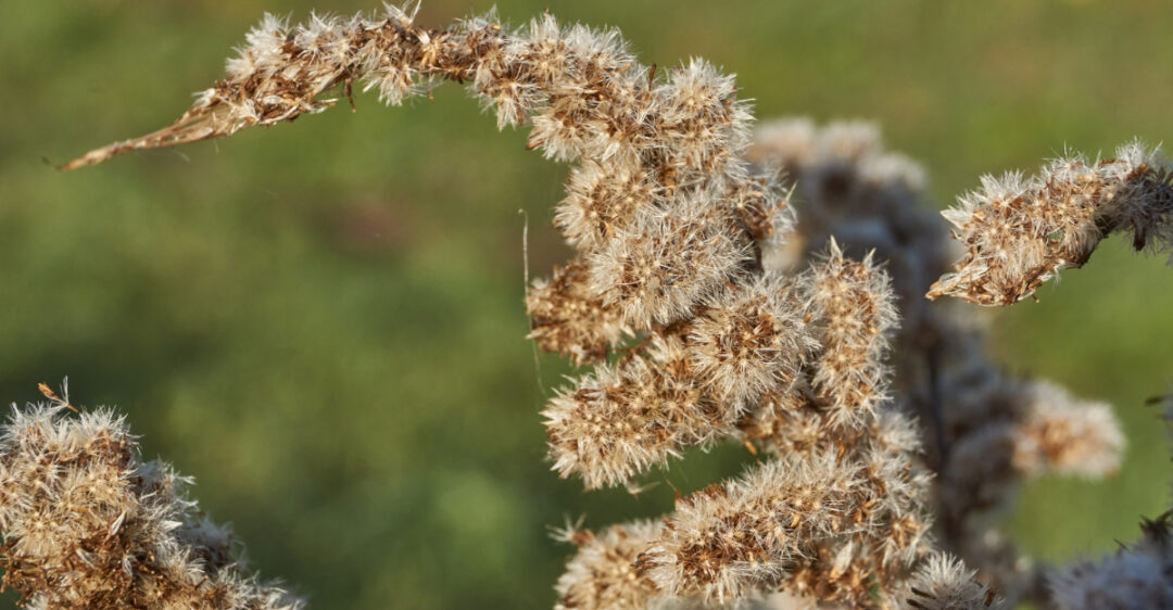 8 Surprising Results Of Not Cutting Back Perennials Last Fall In ...