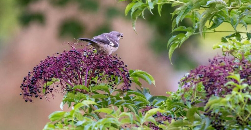 9 Backyard Secrets That Help Attract Migratory Birds In California