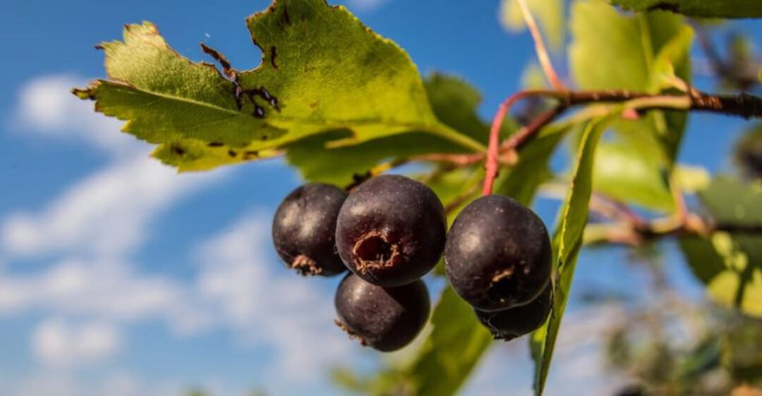 9 Berry Shrubs That Are Safe For Wildlife In Pennsylvania